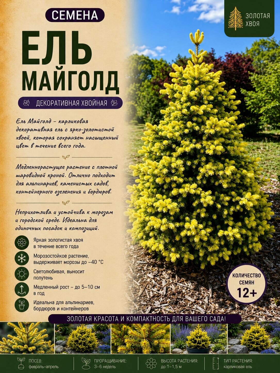 Ель Майголд, новинка, семена, сбор 2025