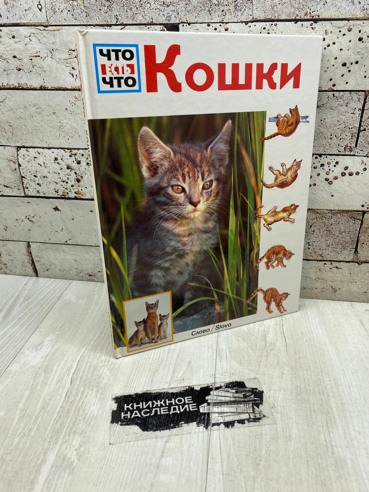 Что есть что. Кошки