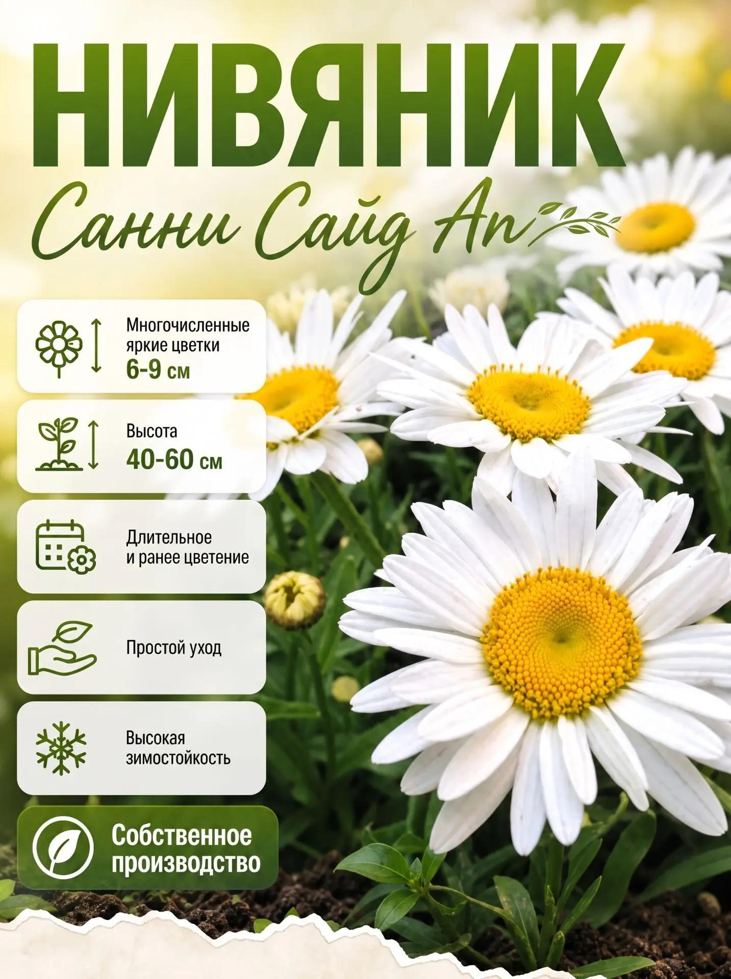 Нивяник Санни Сайд Ап
