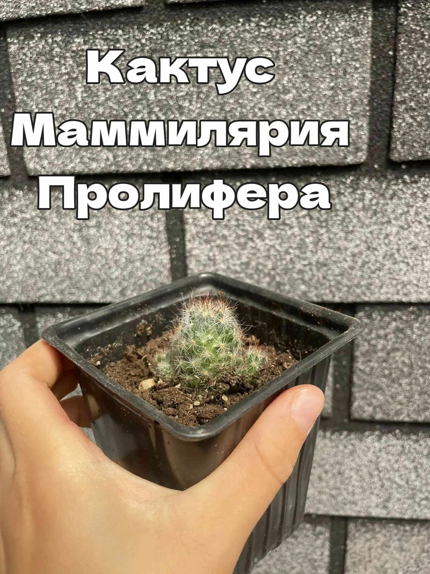 Маммилярия Пролифера