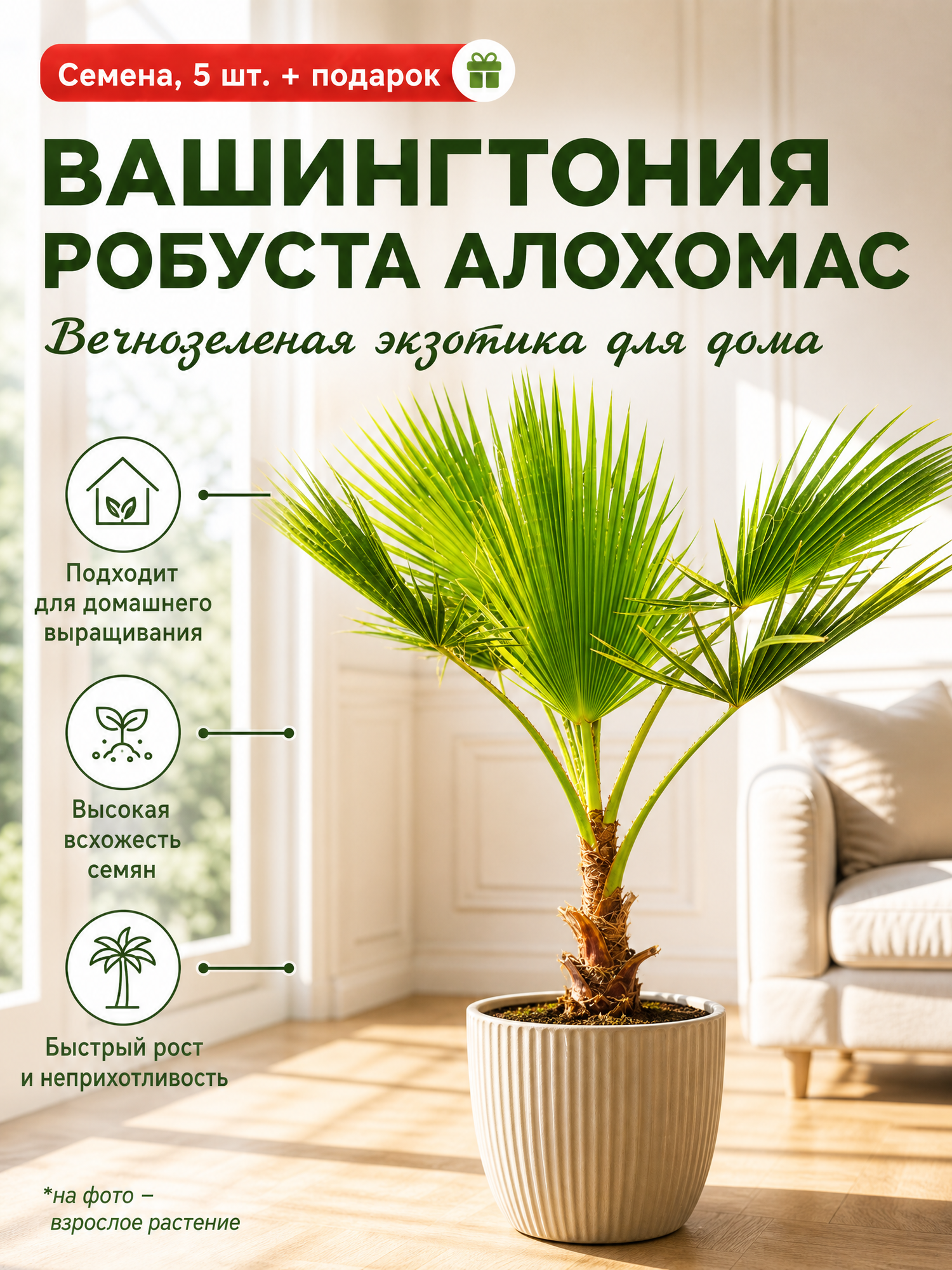 Вашингтония Робуста Алохомас, Семена, 5 шт для комнатного и уличного выращивания