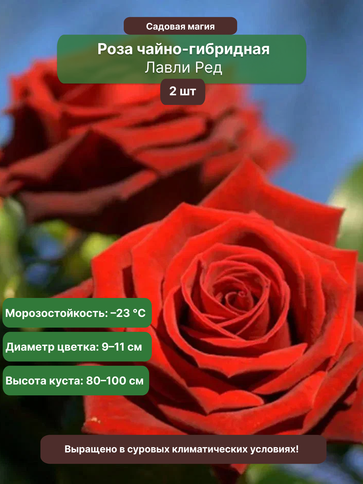 Роза чайно-гибридная "Лавли Ред", 2 саж. многолетняя, бордовая