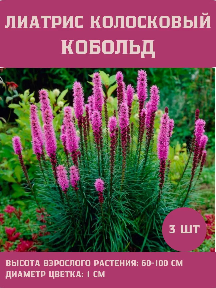 Лиатрис колосковый/Луковицы лиатриса