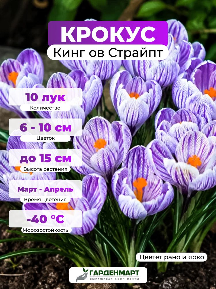 Крокус Кинг ов Страйпт, 10 лук