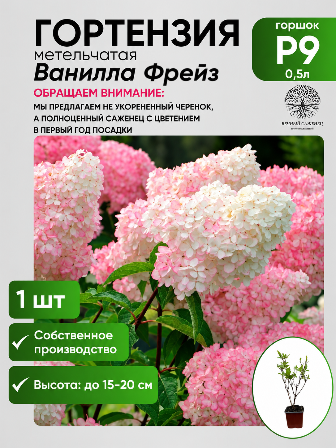 Гортензия метельчатая Ванилла Фрейз, саженец для сада и дачи, декоративное растение для посадки