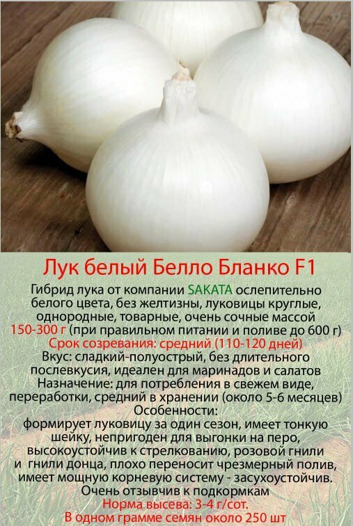 Лук белый Белло Бланко F1, семена 1 грамм, фасовка ( 250 сем)