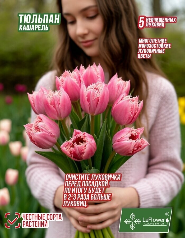 Тюльпан Луковица, Кашарель, 5+ шт
