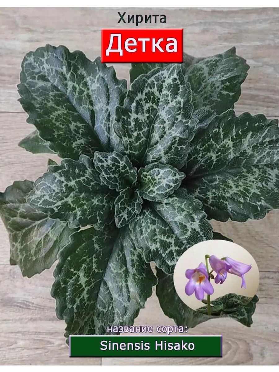 Примулина (хирита) сорт sinensis Hisako детка