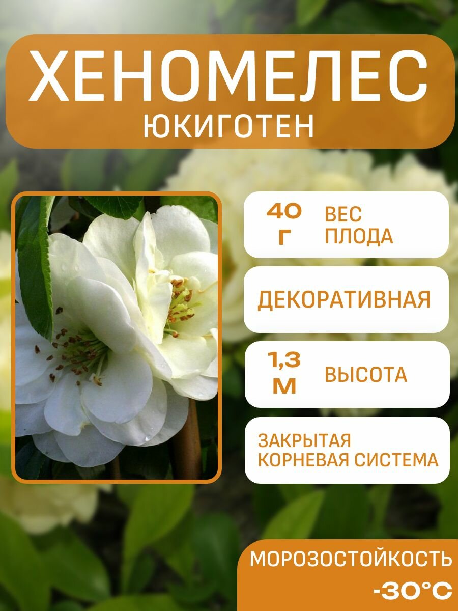 Хеномелес декоративный сорта "Юкиготен" , (1 шт) , морозостойкий