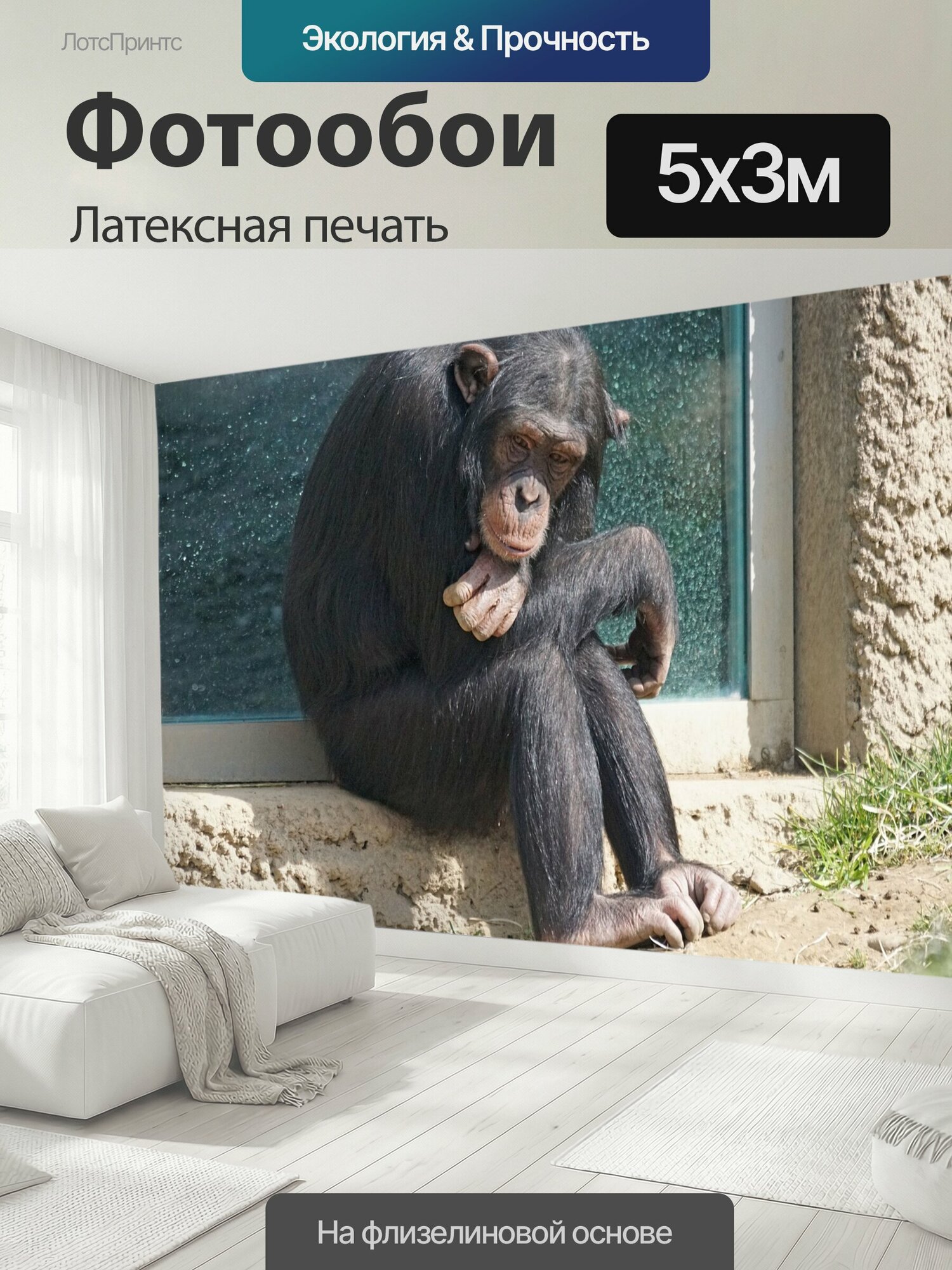 Фотообои моющиеся ударопрочные "Шимпанзе, примат, обезьяна" 500x300 см. латексная печать