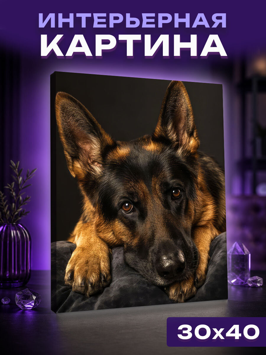 Интерьерная картина немецкая овчарки с глубоким взглядом