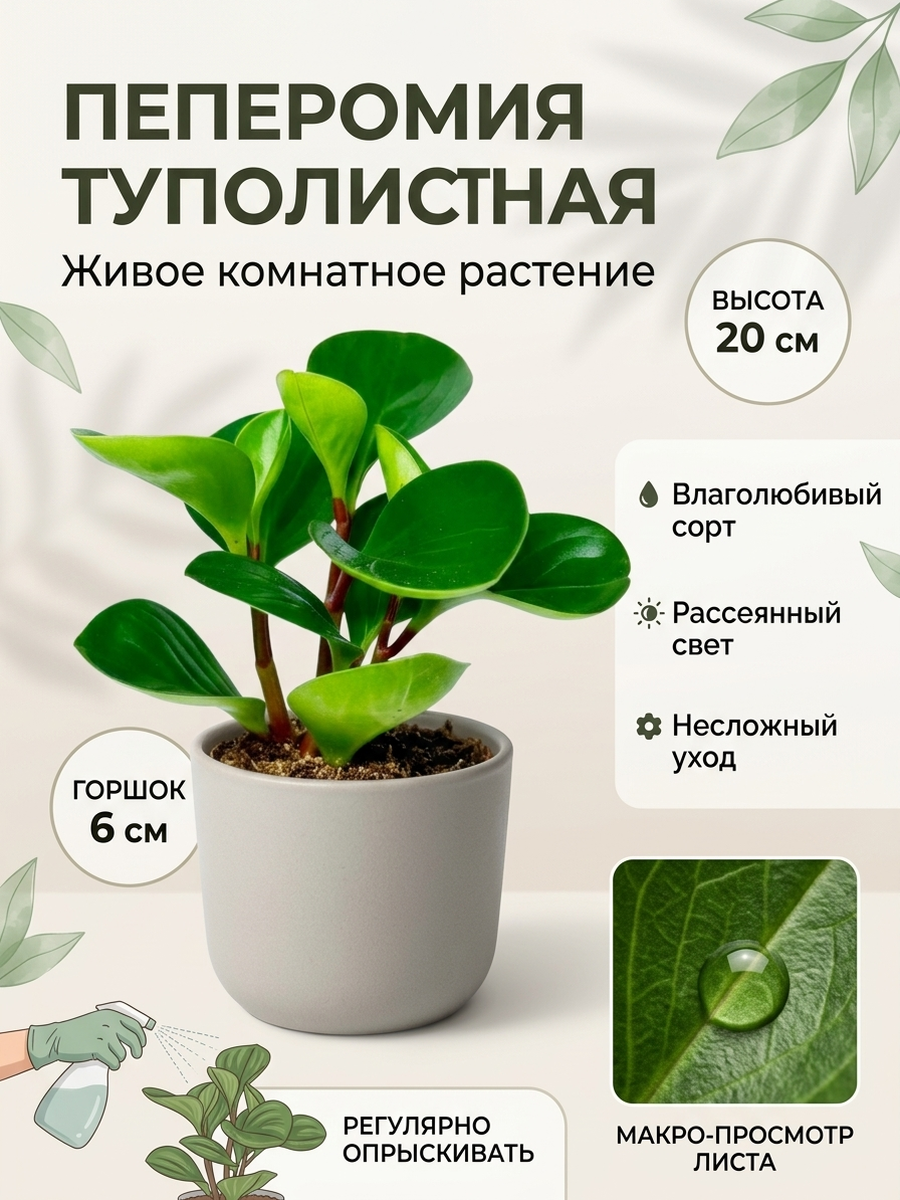 Пеперомия туполистная в горшке 6 см высота 20 см