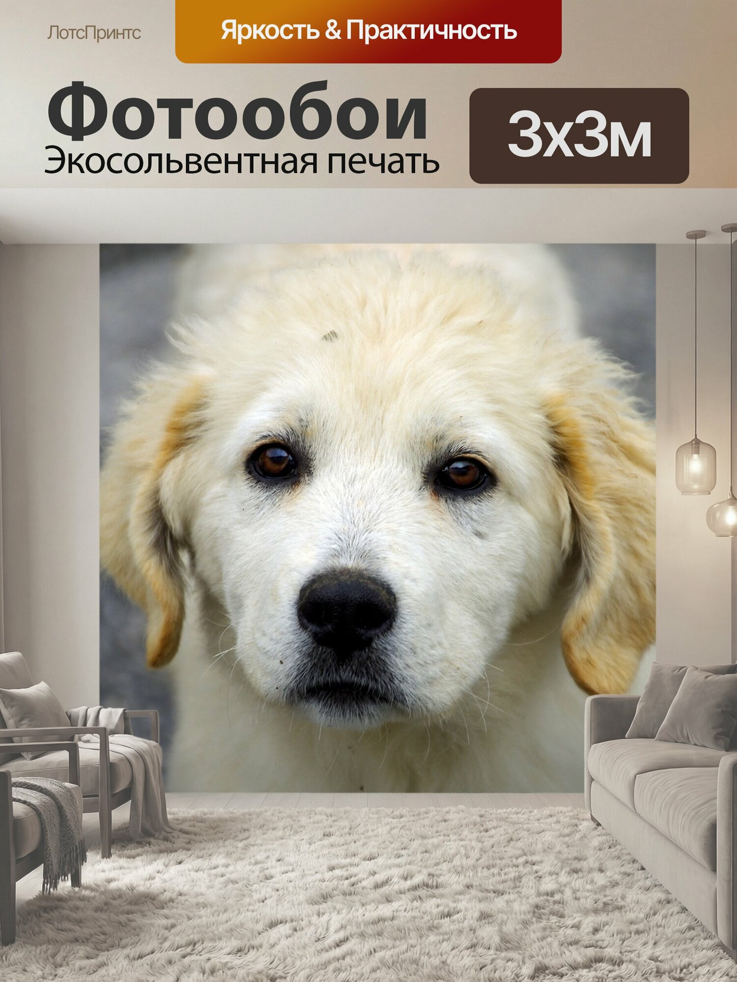 Фотообои "Собака, маремма, пастушья собака" 300x300 см. экосольвентная печать