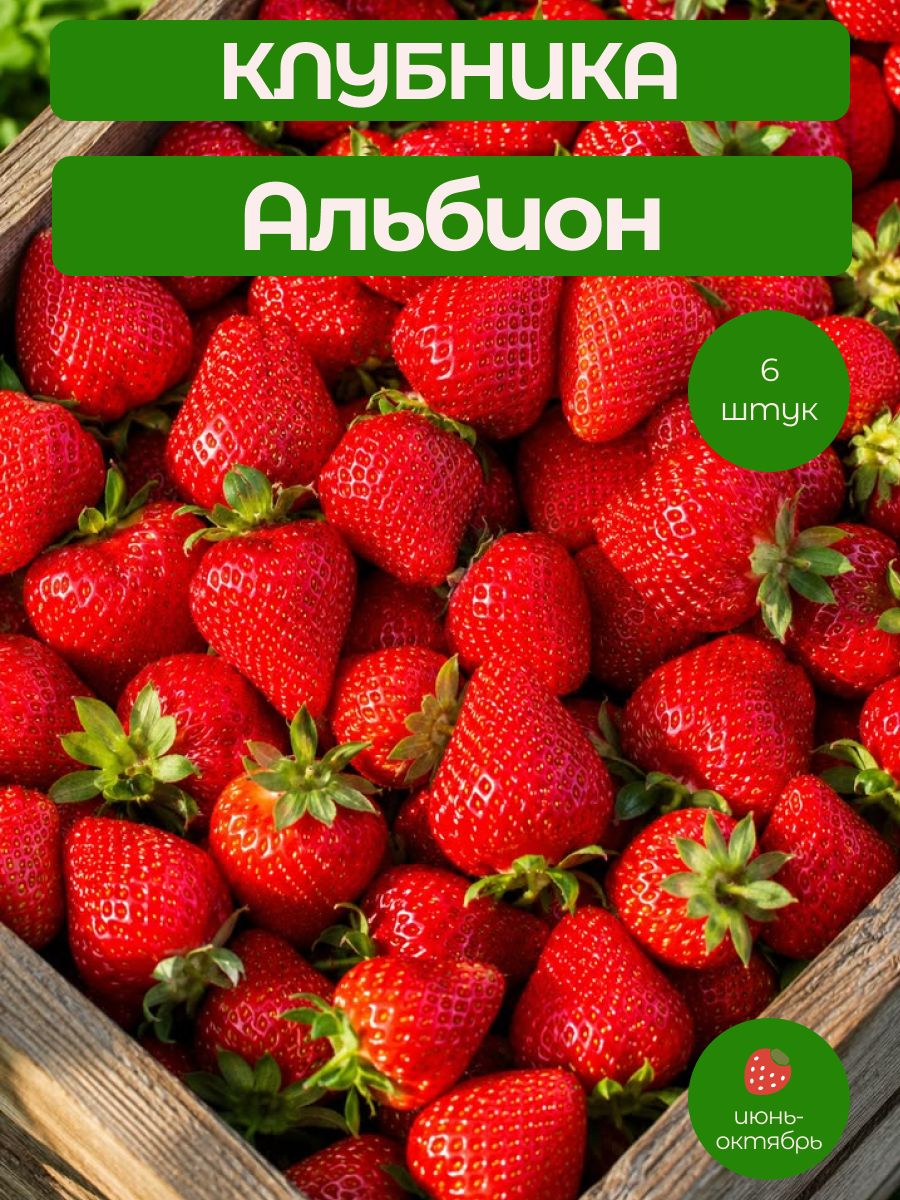 Клубника ремонтантная Альбион 6 штук саженцы