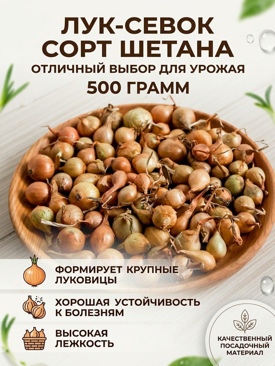Чешский сорт с нежным вкусом Лук-севок Шетана МС 500 г / Для гурманов и дачников / Полуострый, сочный, без горечи / Репчатый лук из отборного севка / Посадка под зиму и весной