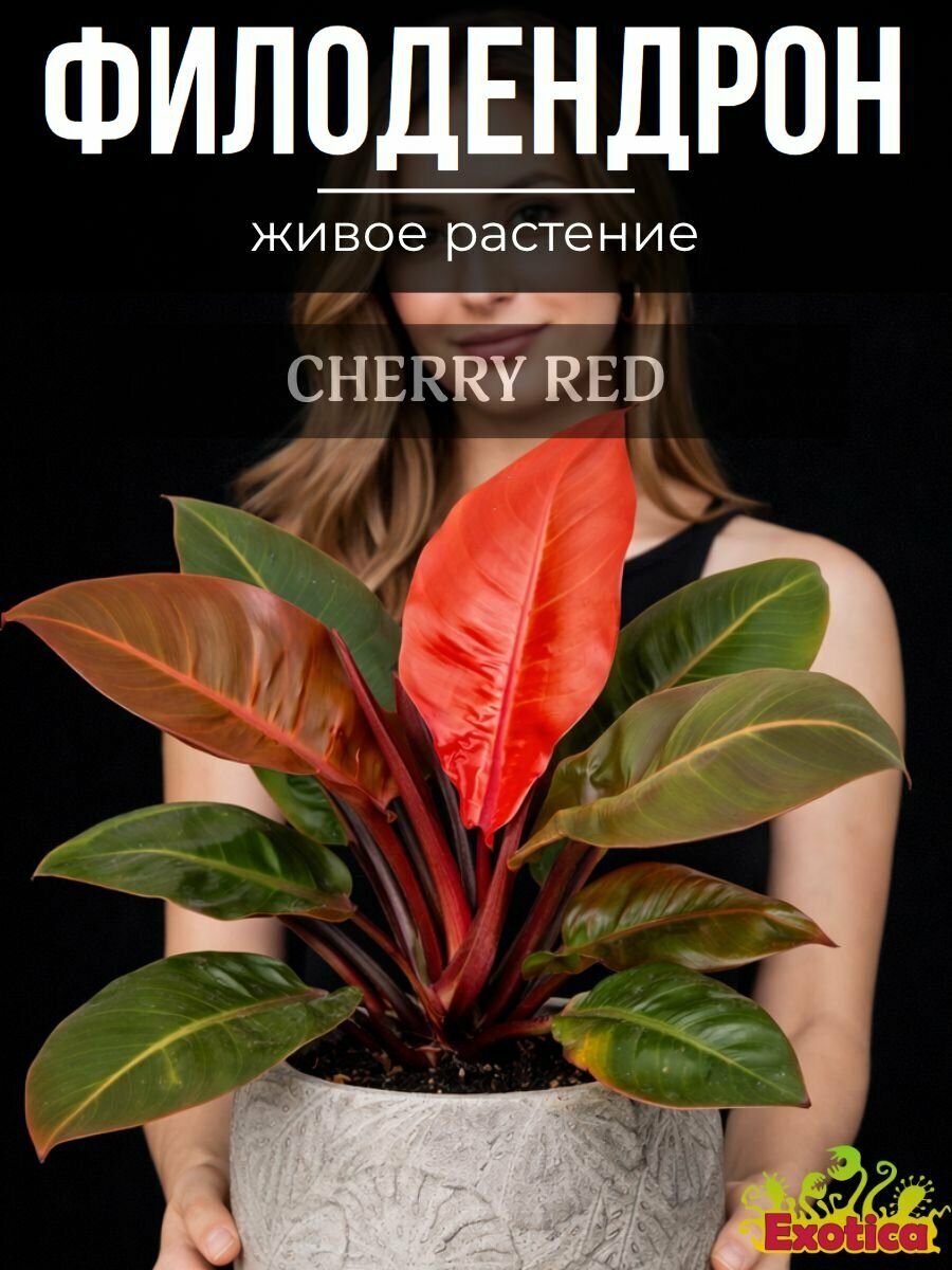 Филодендрон Черри Ред (Philodendron Cherry Red) D6см, живое растение