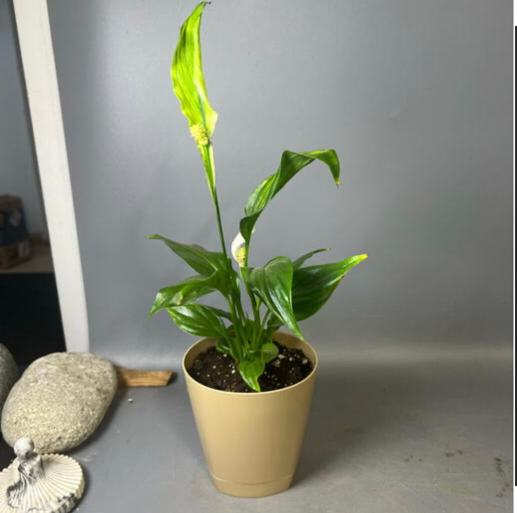 Спатифиллум, цветок, неприхотлив в уходе, зеленый, бежевое кашпо