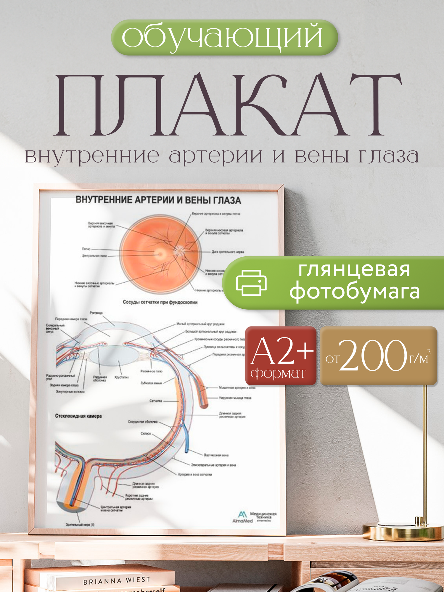 Внутренние артерии и вены глаза плакат медицинский, глянцевая фотобумага от 200 г/кв. м, размер A2+