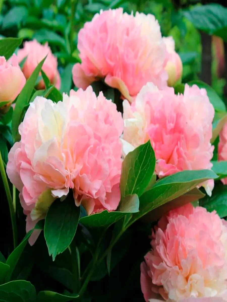 Пион древовидный Lu fen