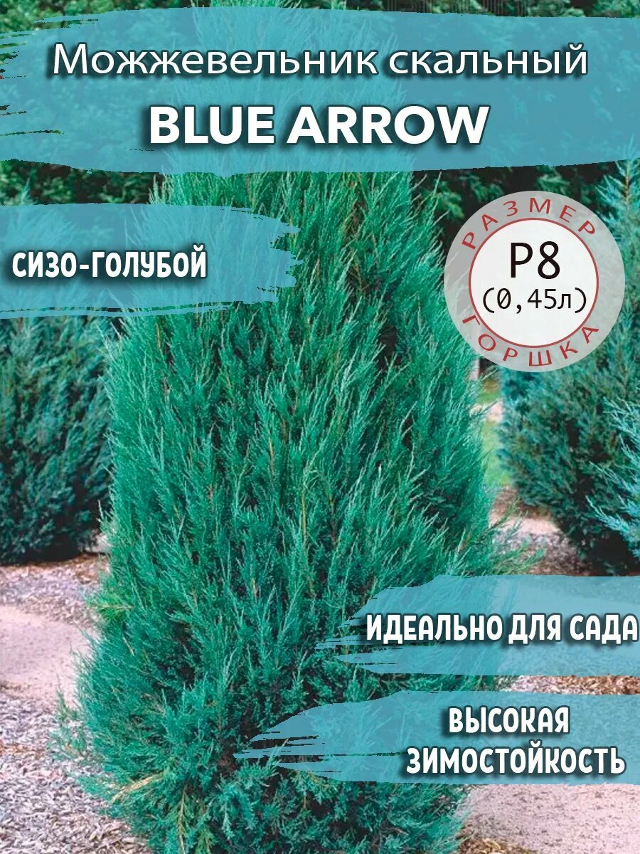 Можжевельник скальный Blue Arrow