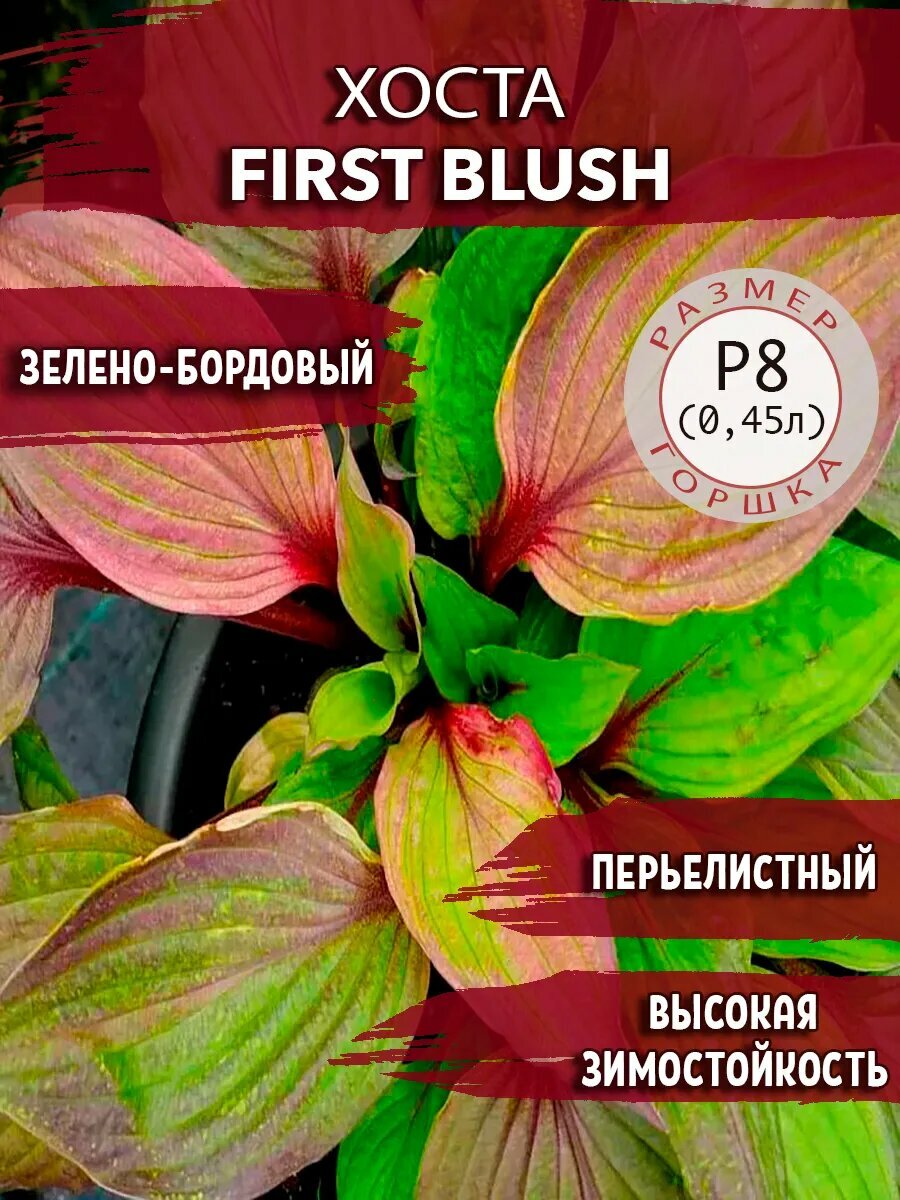 Хоста First Blush