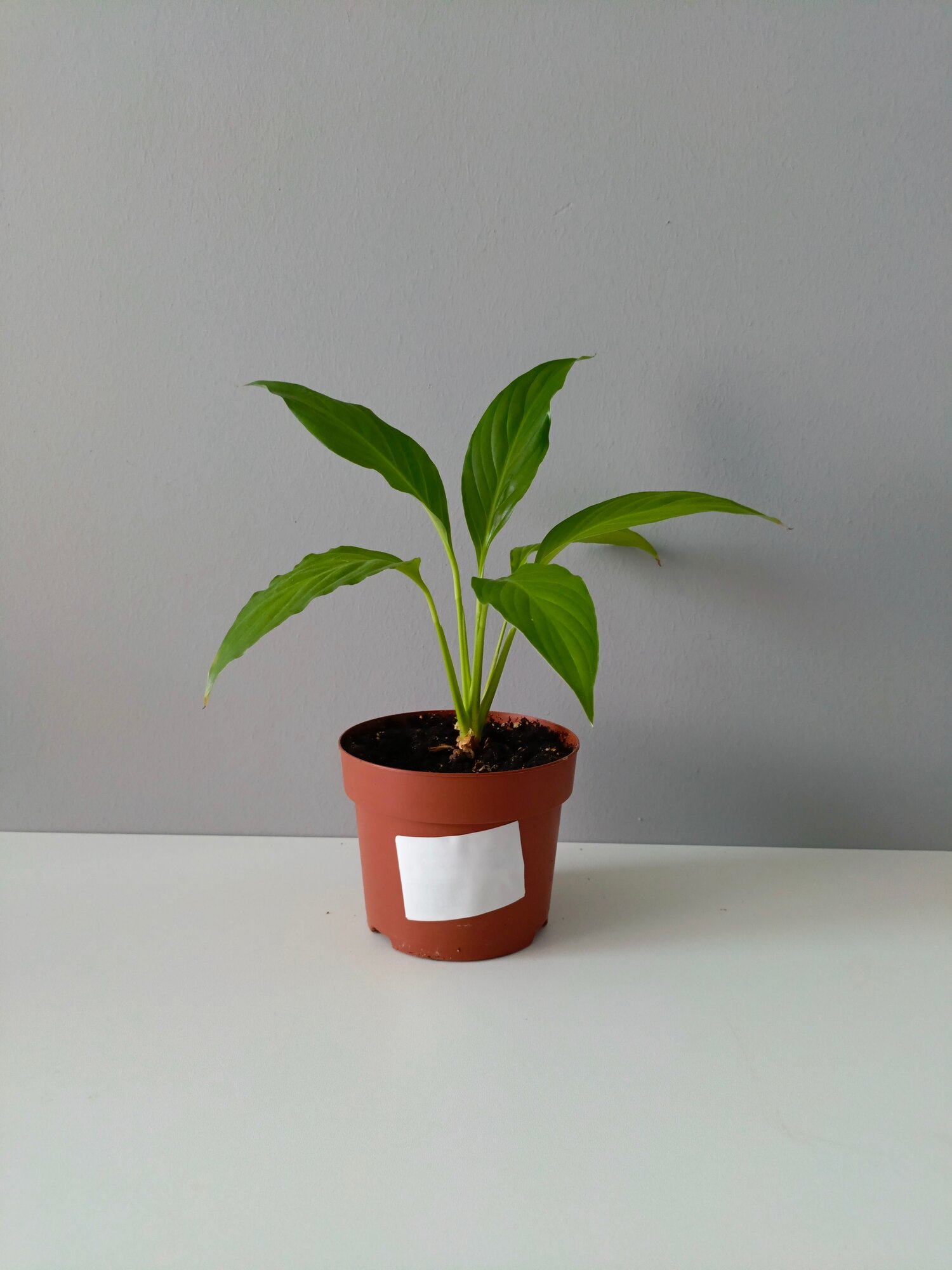 Спатифиллум Шопен живой цветок в горшке 12/30