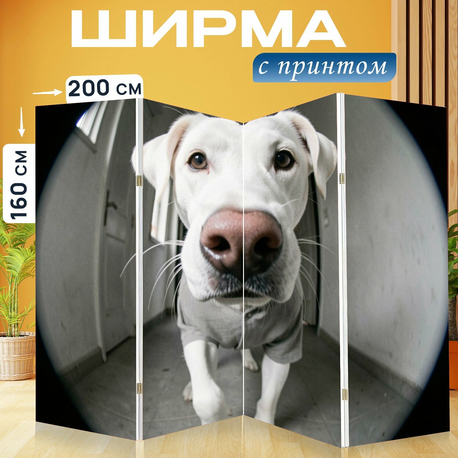 Ширма "Белый пёс крупным планом. Любопытный светлый щенок в серой одежде смотрит прямо в объектив в узком." перегородка для зонирования комнаты с принтом 200x160 см. на холсте