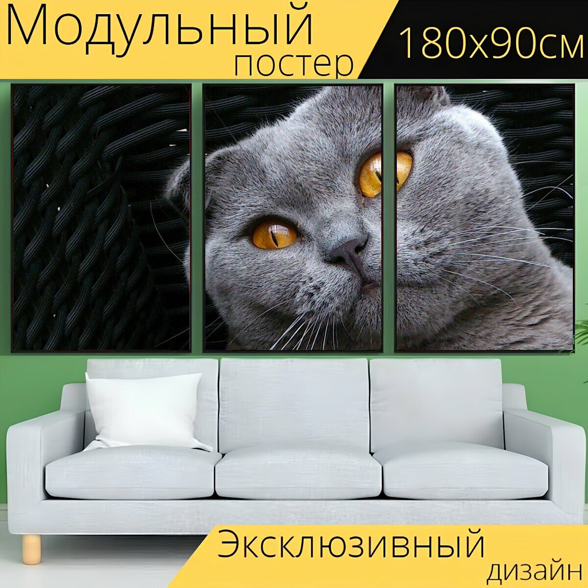 Модульный постер "Шотландская вислоухая, кошка породы, кошка котенок" 180 x 90 см. для интерьера на стену в тубусе