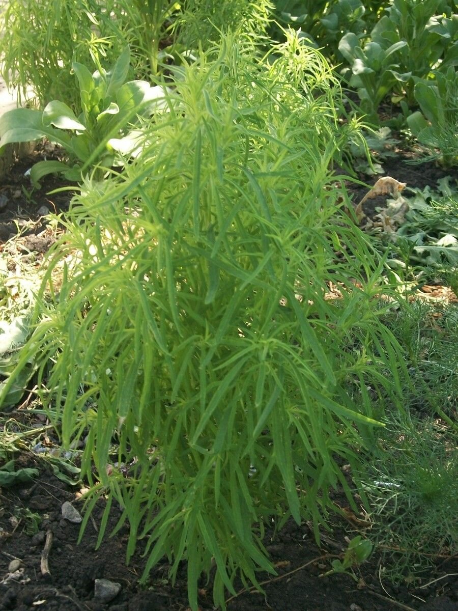 Семена Кохия венечная (Kochia scoparia), 15 штук