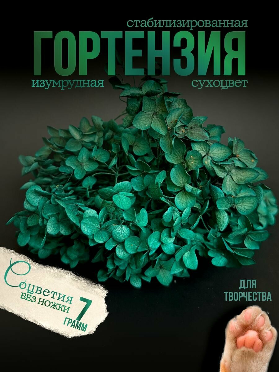 Гортензия изумрудная сухоцвет без ножки для творчества, 7 гр