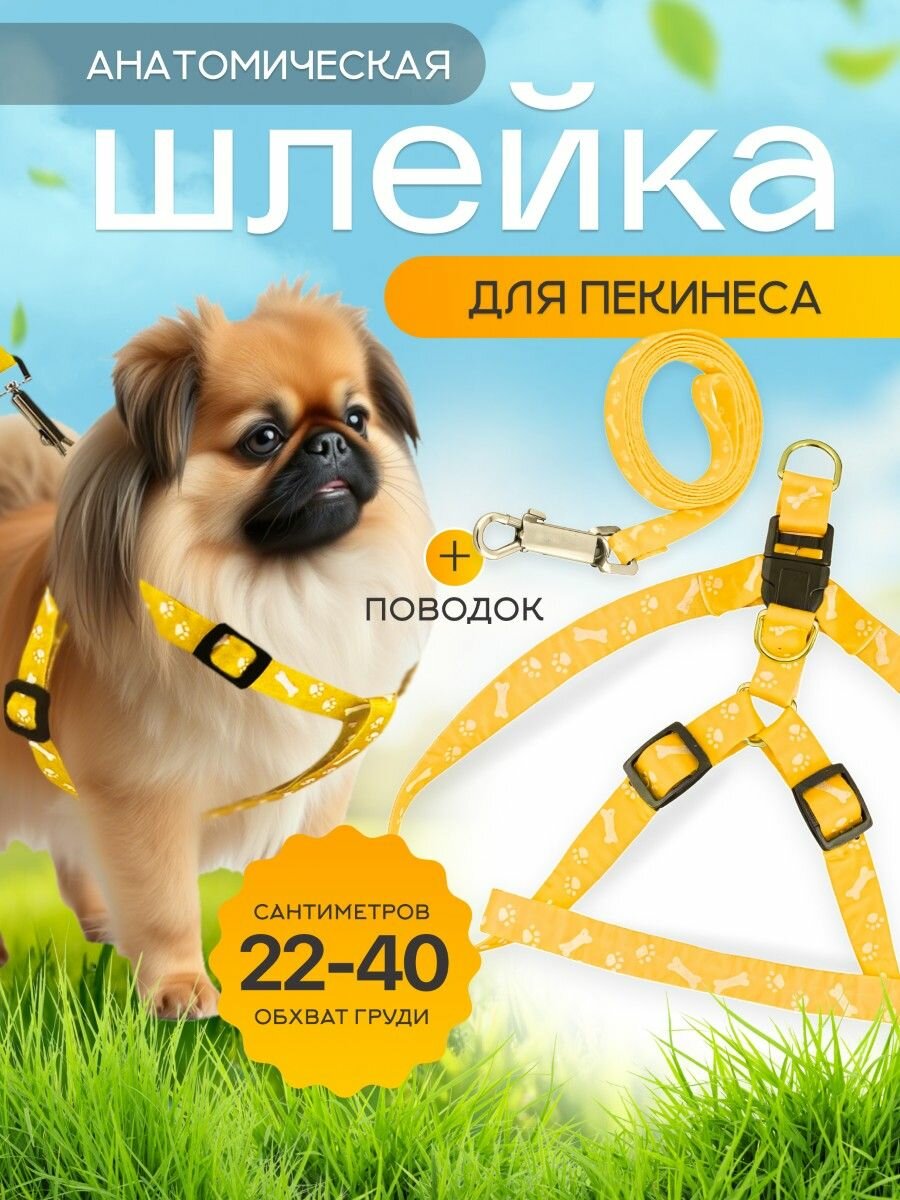 Анатомическая шлейка для пекинеса с поводком / Обхват груди 22-40 см, Цвет жёлтый