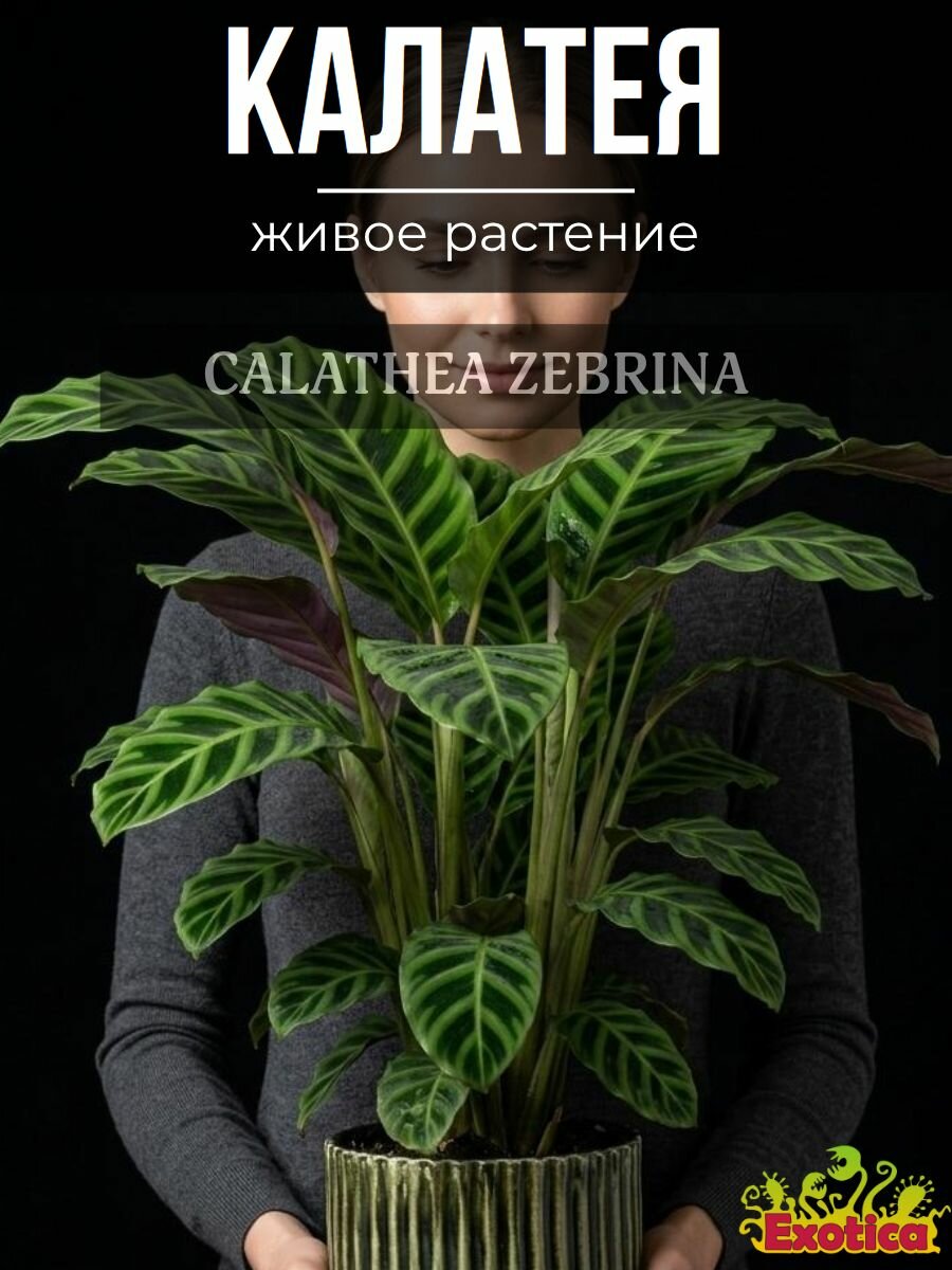 Калатея Зебрина (Calathea Zebrina) D7см, живое растение