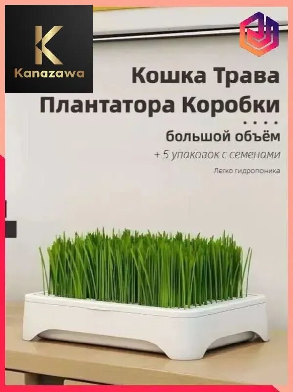 Кошка Трава Плантатора Коробки / 5 пакетиков семян