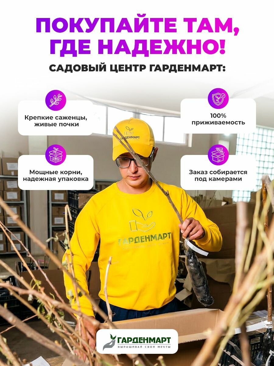 Саженец Роза Суни — фото 1