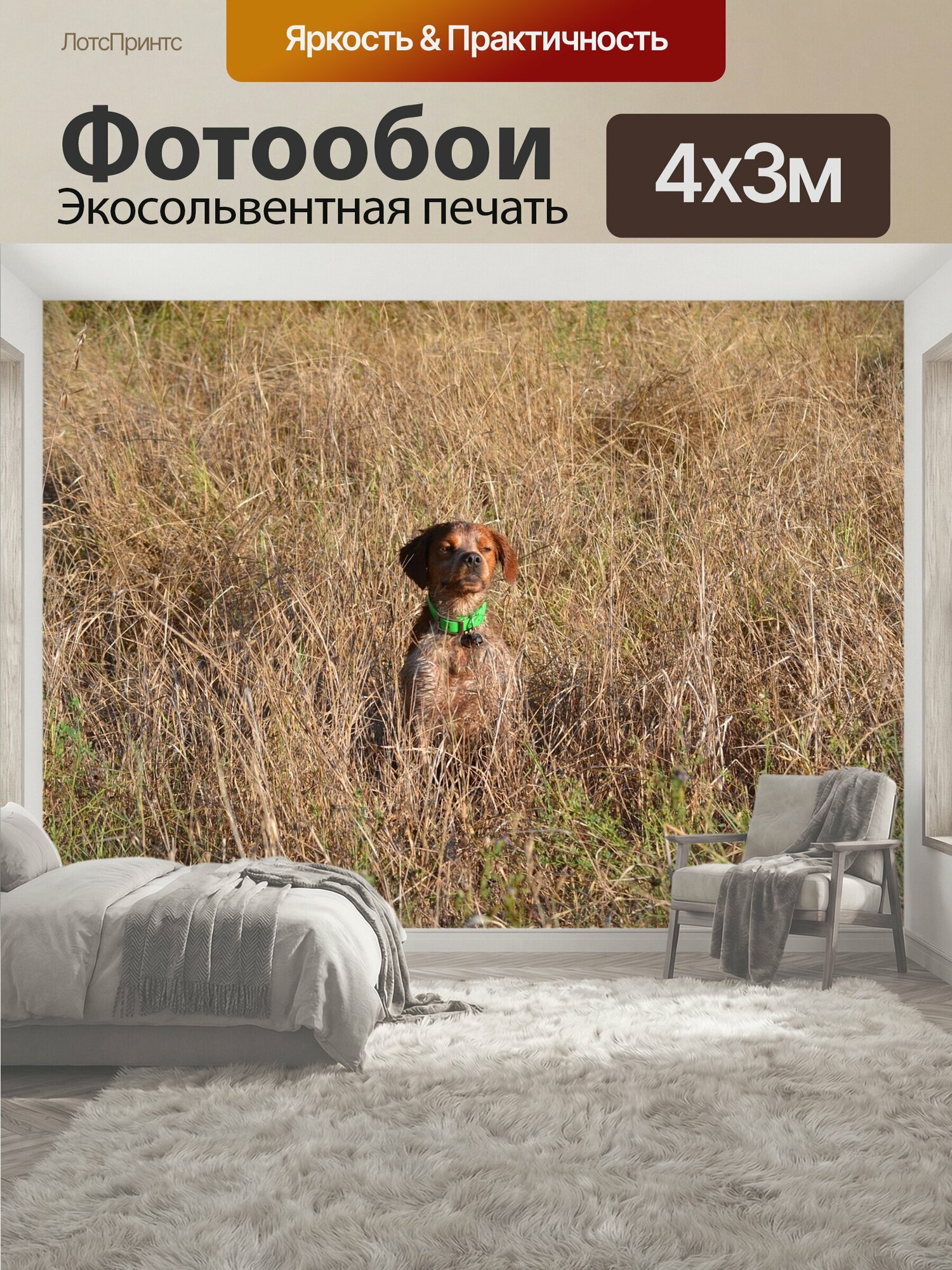 Фотообои "Охота, собака, бретон" 400x300 см. экосольвентная печать