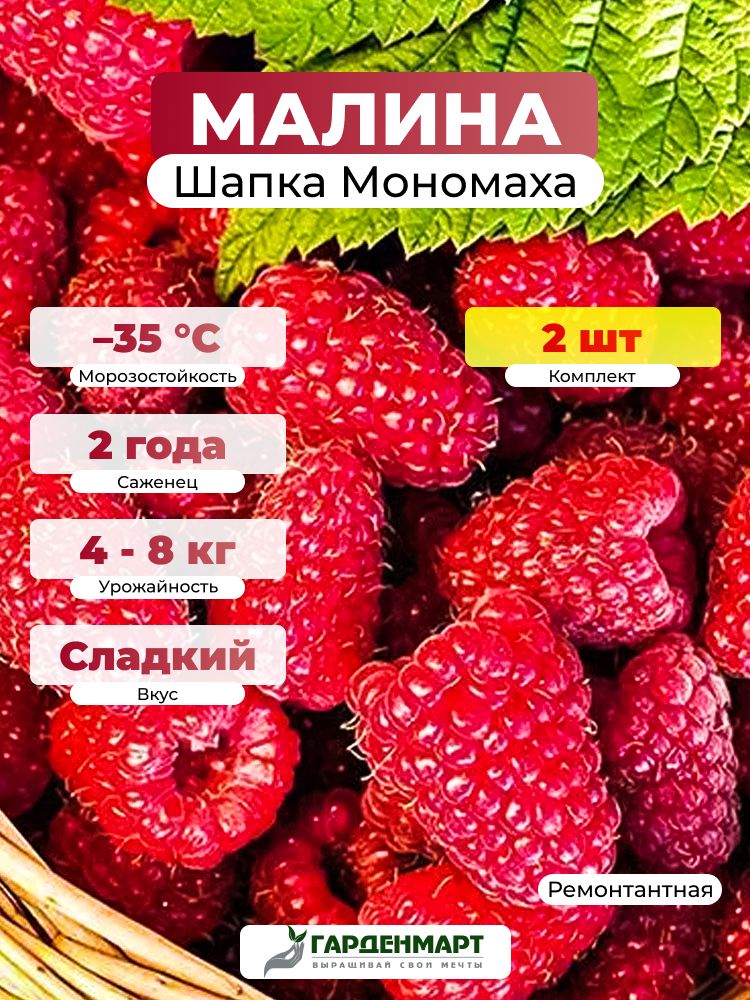 Саженец Малина ремонтантная Шапка Мономаха, комплект 2 шт.