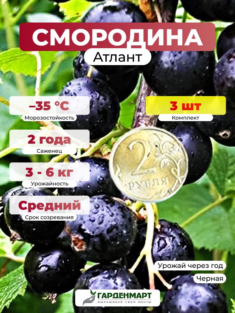 Саженец Смородина черная Атлант, комплект 3 шт.