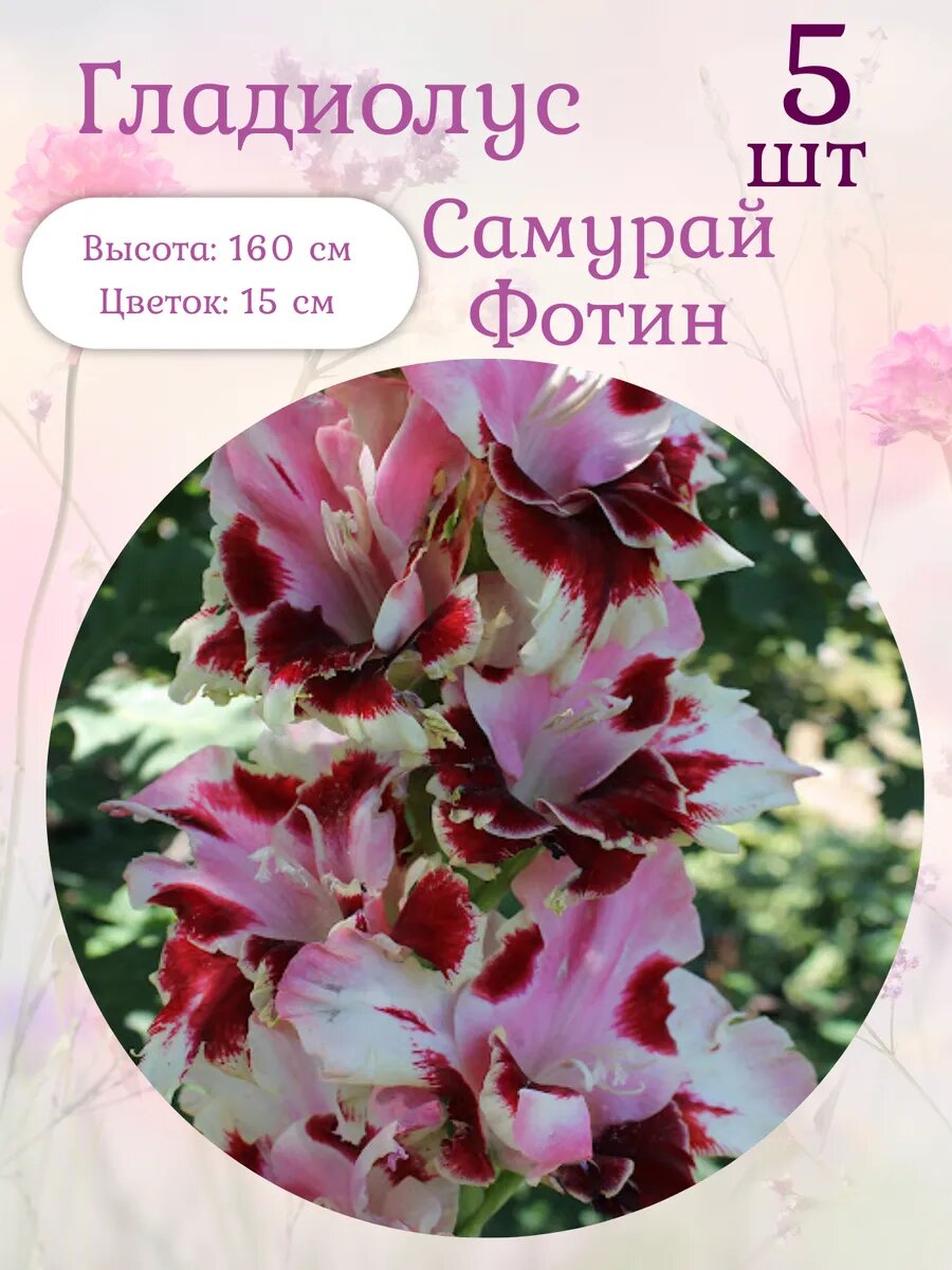 Гладиолус махровый, многолетние цветы, луковицы 5 штук