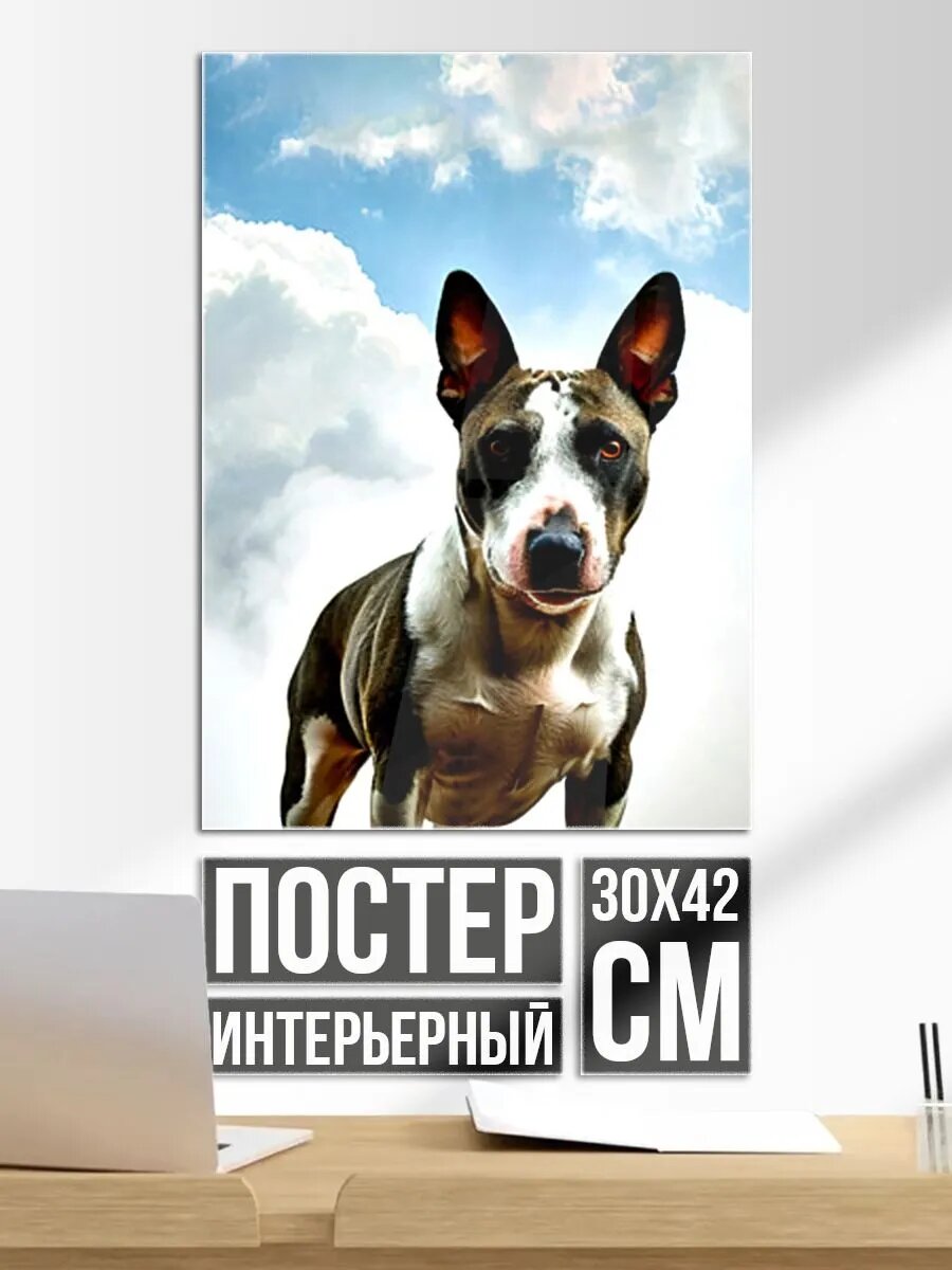 Постер на стену Бультерьер на развалинах
