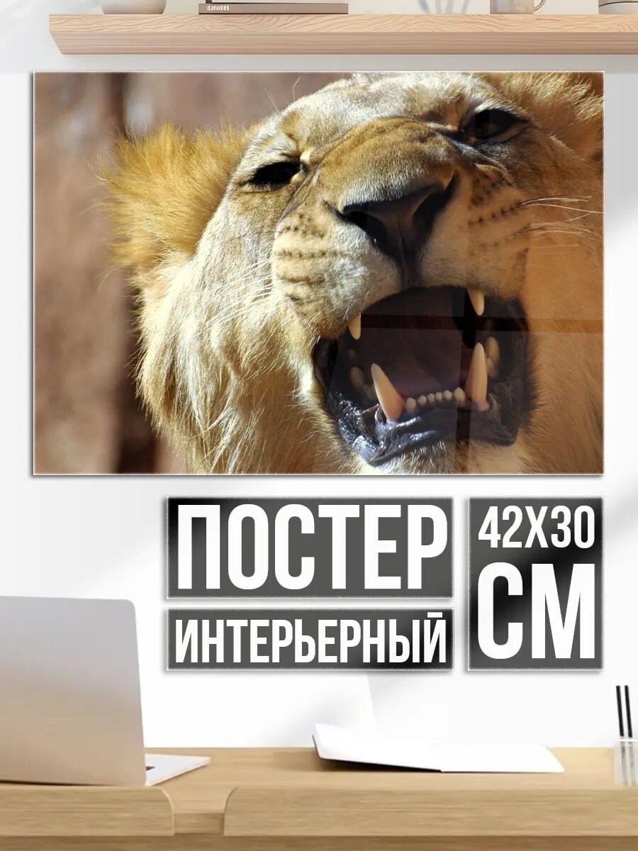 Плакат постер рычащий лев крупно