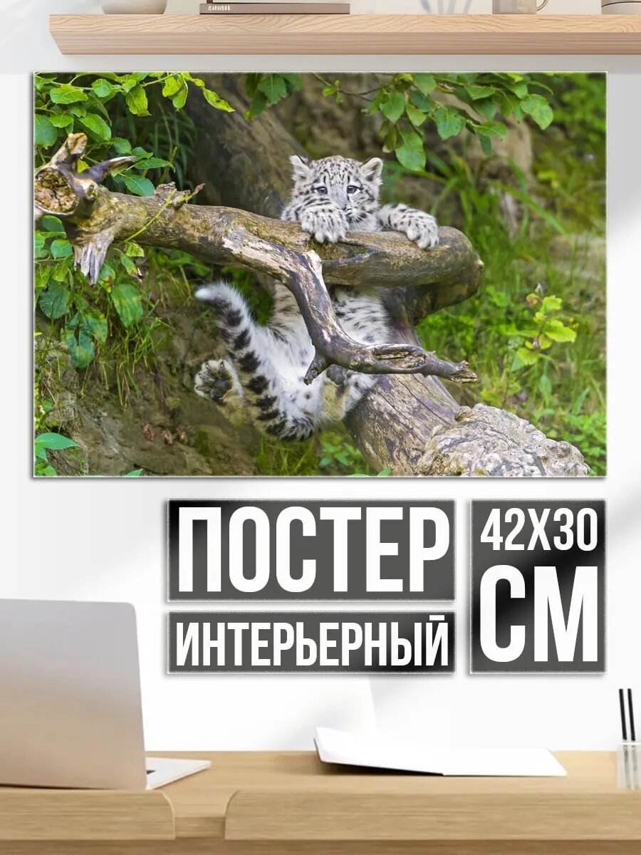 Плакат постер снежный барс