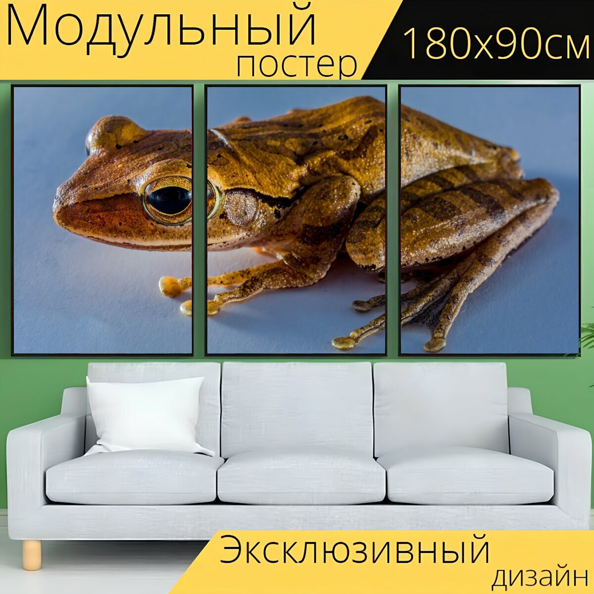 Модульный постер "Древесная лягушка, лягушка, амфибии" 180 x 90 см. для интерьера на стену в тубусе
