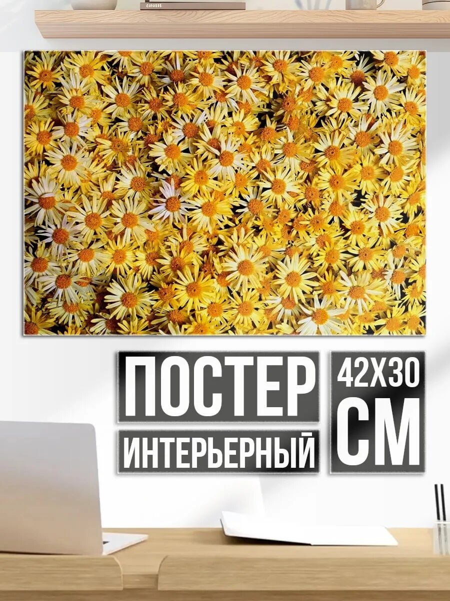 Плакат постер Поле желтых цветов