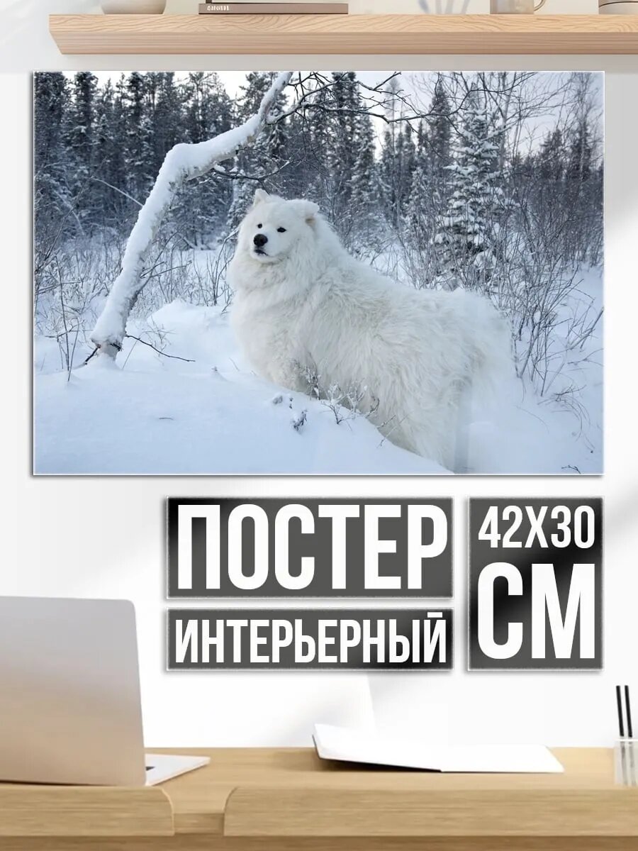Плакат постер Белый самоед