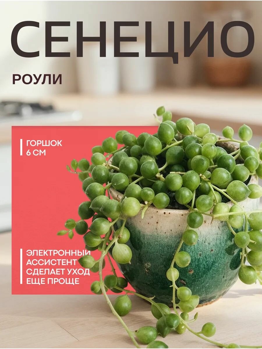 Сенецио Роули Живое комнатное растение
