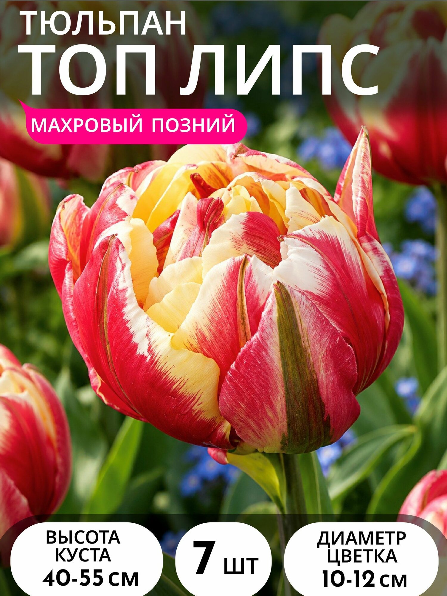 Тюльпаны махровые многолетние луковицы сорта "Топ Липс" 7 шт