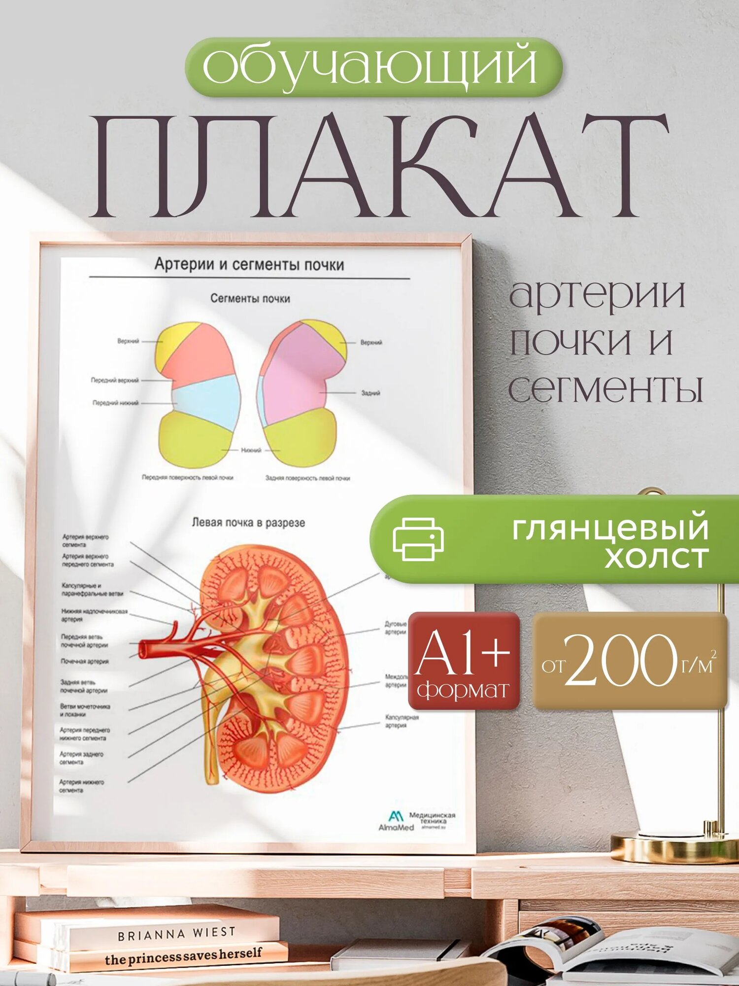 Обучающий плакат "Артерии почки и сегменты", размер А1+, глянцевый холст от 200г/м2