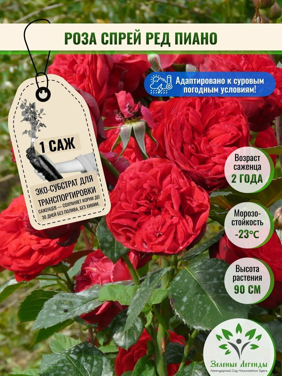Розы саженцы спрей Ред Пиано