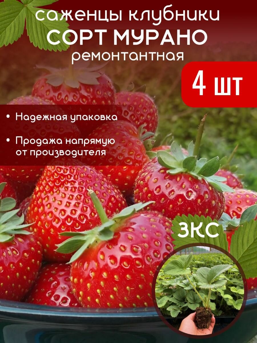 Саженцы клубники ремонтантной Мурано с закрытой корневой системой клубника Мурано ремонтантная клубника ЗКС