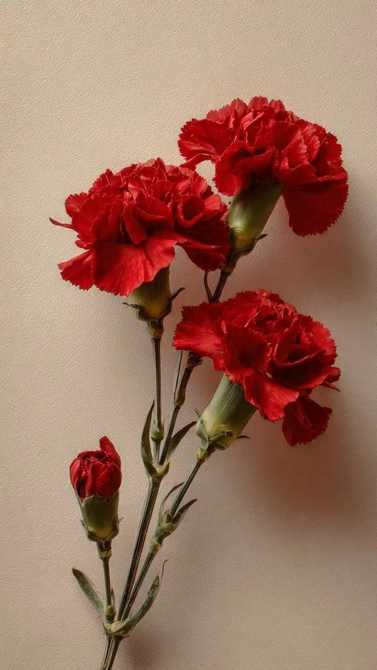 Гвоздика